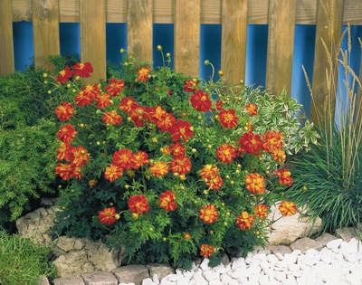 Cosmos sulphureus Cosmic Red | Sēklas | Onava.lv