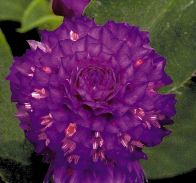 Gomphrena globosa Buddy Purple | Sēklas | Onava.lv