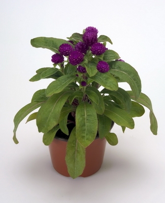Gomphrena globosa Buddy Purple | Sēklas | Onava.lv