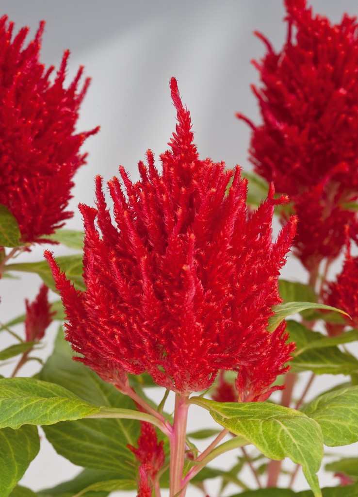 Celosia plumosa Glorious Red | Sēklas | Onava.lv