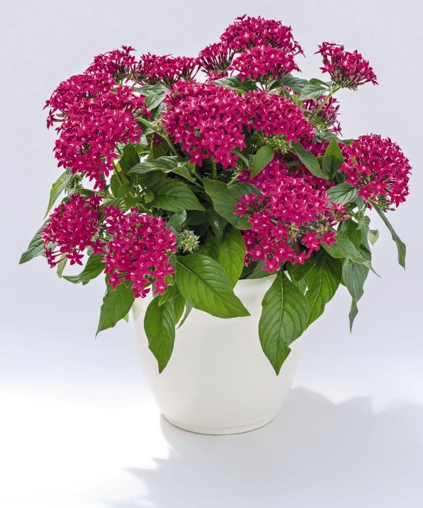 Pentas lanceolata Graffiti 20/20 Fuchsia ( Deep Rose) | Sēklas | Onava.lv