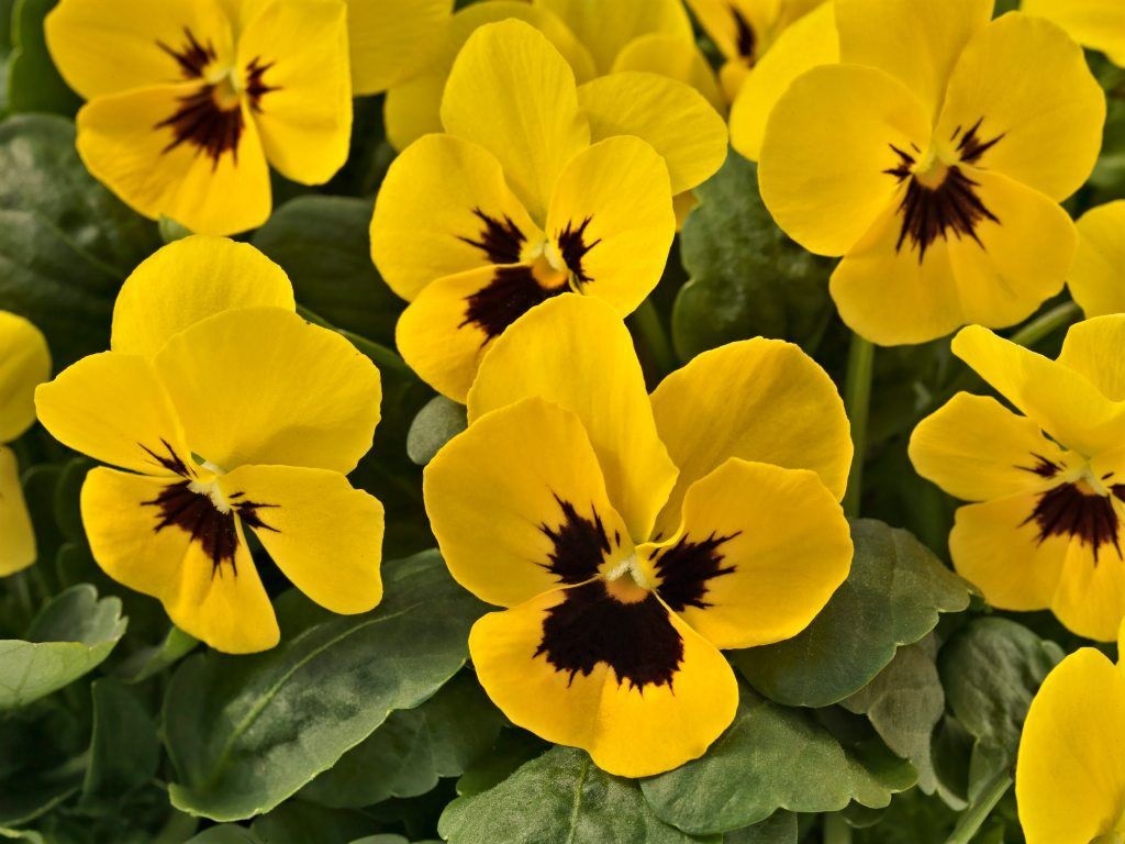 Viola cornuta Admire Yellow Blotch | Sēklas | Onava.lv