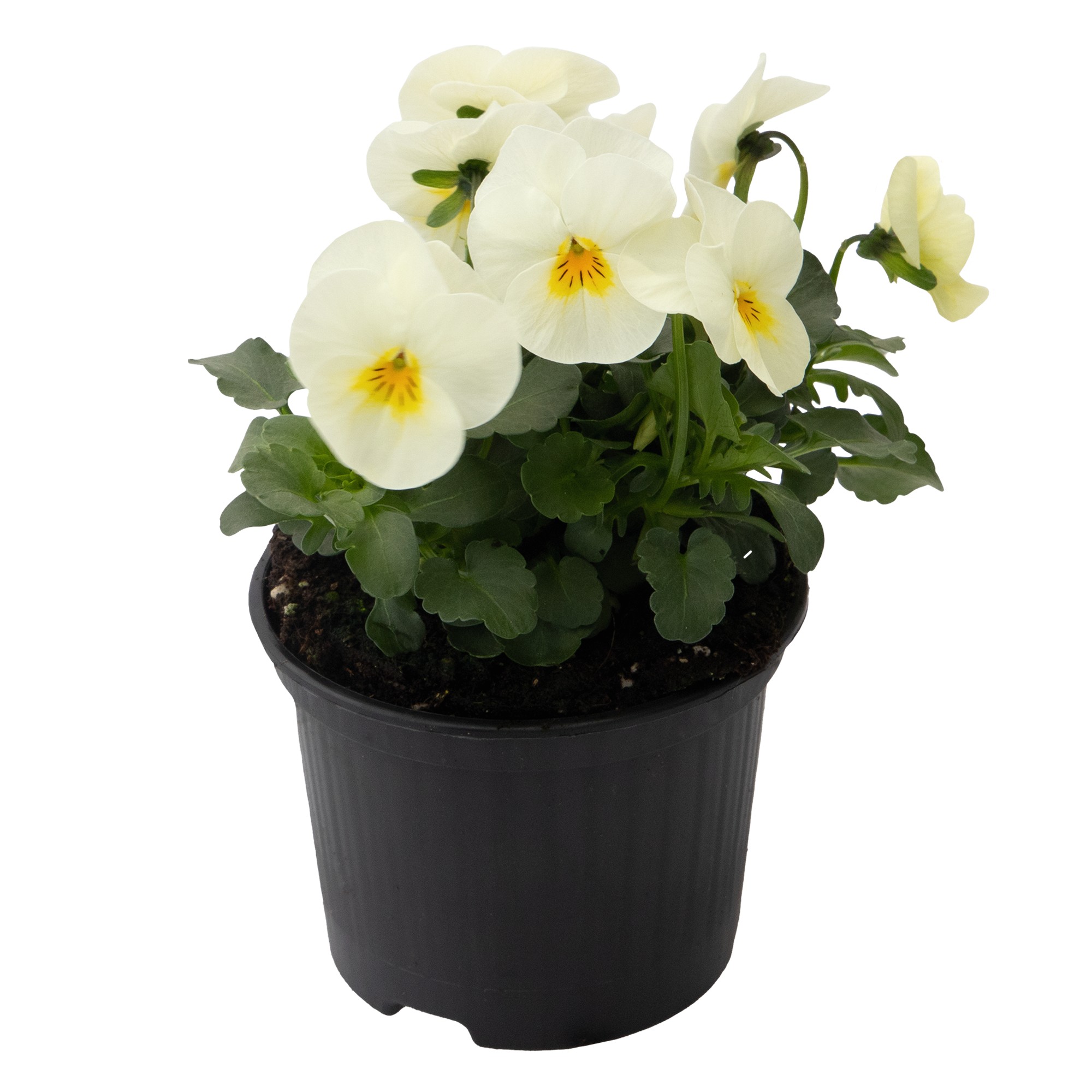 Viola cornuta Admire Cream | Sēklas | Onava.lv