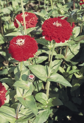 Zinnia elegans Benary`s Giant Deep Red | Sēklas | Onava.lv