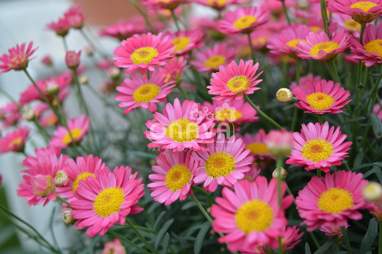 Argyranthemum frutescens Aramis Dark Rose (XXL) | Jaunstādi | Onava.lv