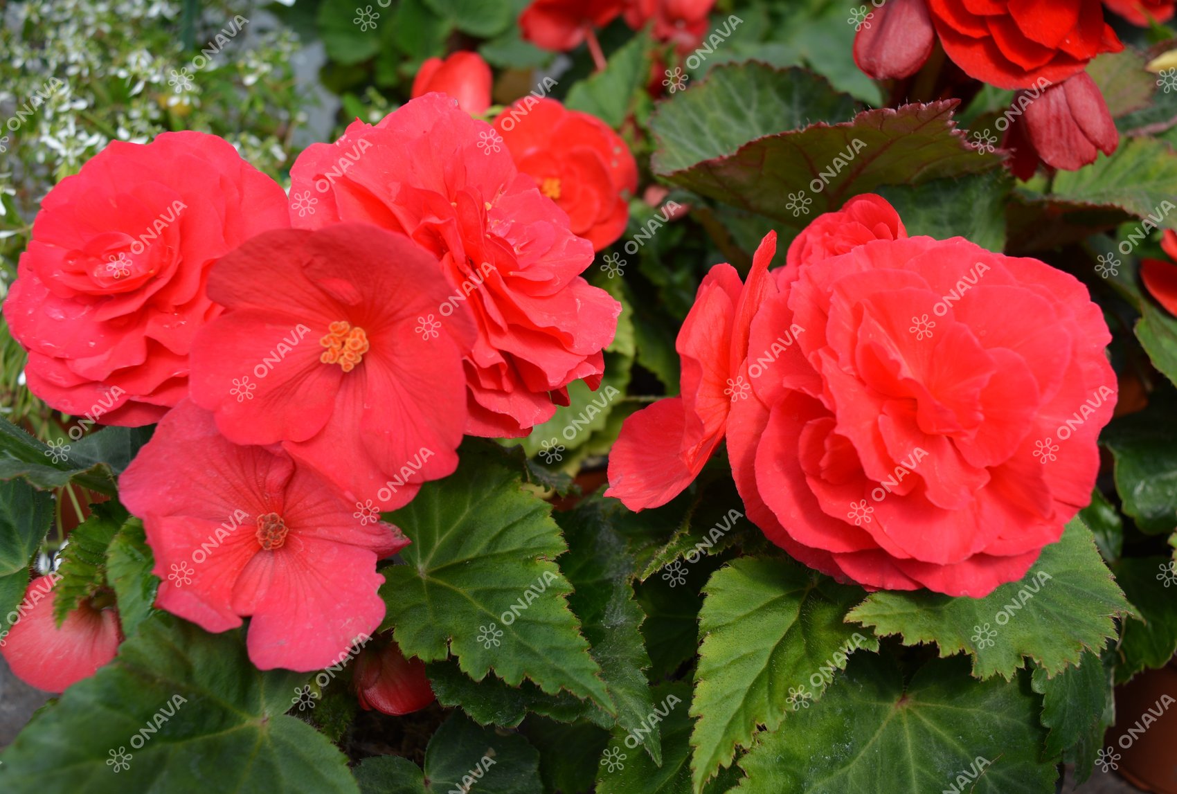 Begonia tuberhybrida Nonstop Deep Rose | Jaunstādi | Onava.lv