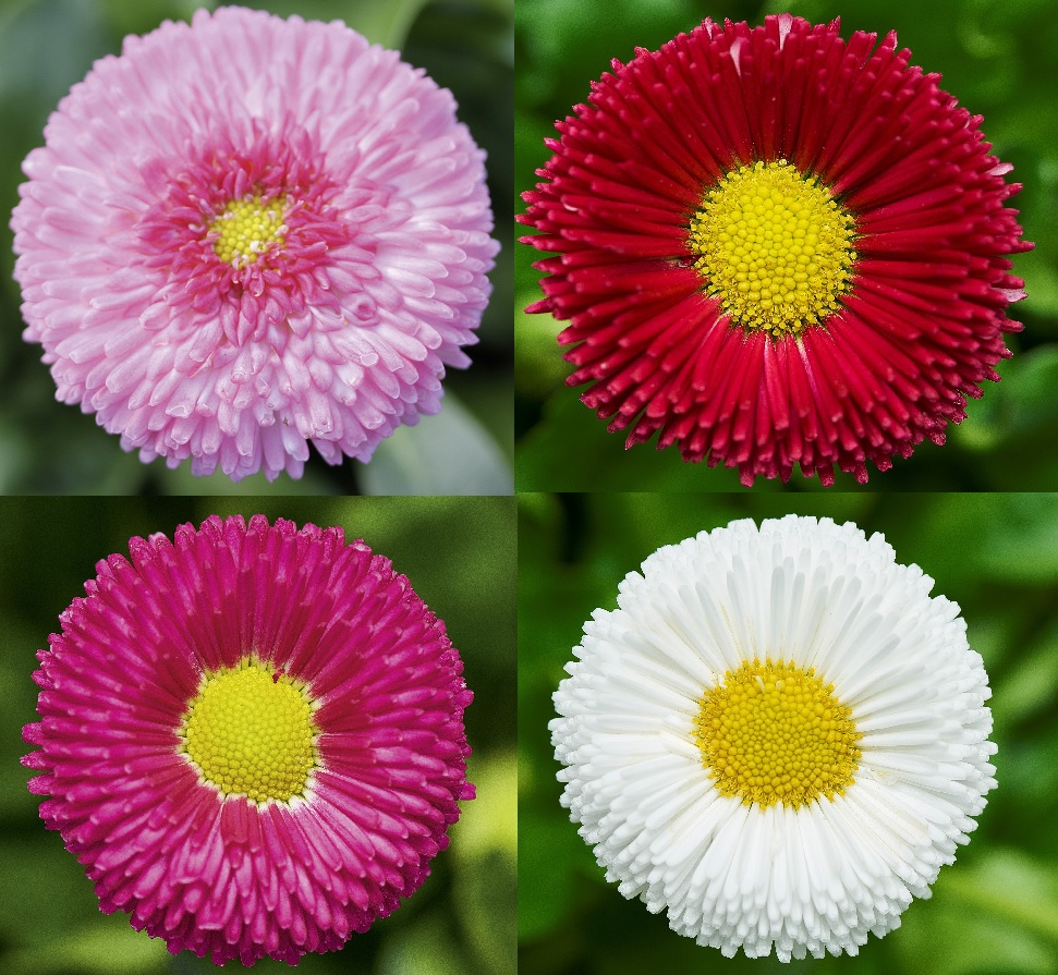 Bellis perennis Beluga Mix | Sēklas | Onava.lv