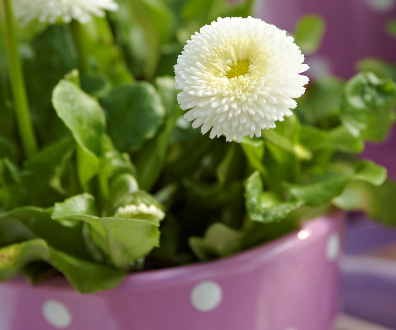 Bellis perennis Tasso White | Sēklas | Onava.lv
