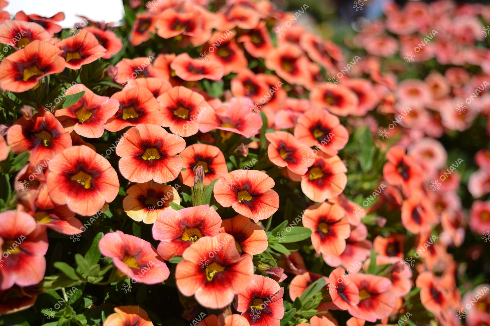 Calibrachoa hybrida Calita Orange Red Eye | Jaunstādi | Onava.lv