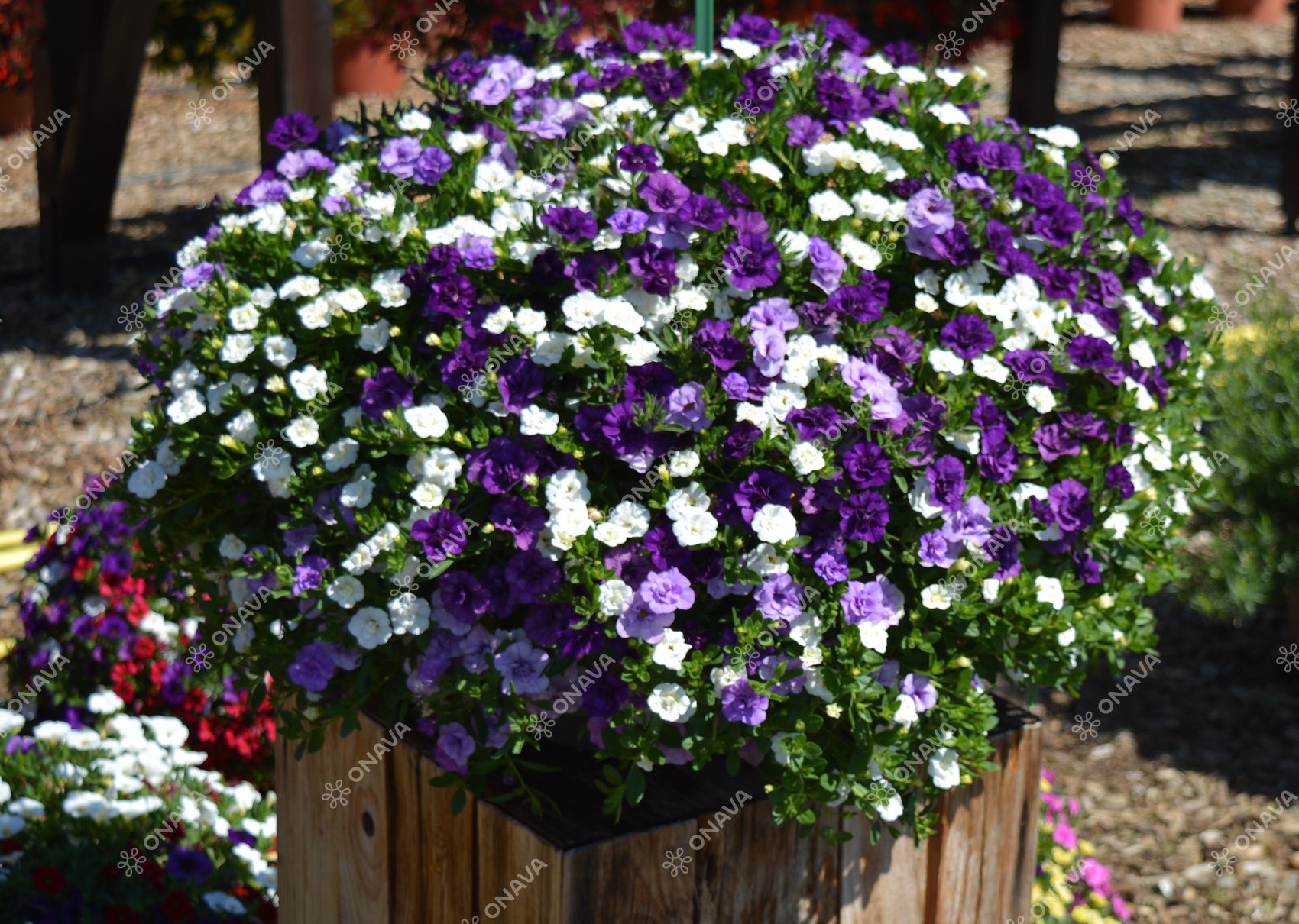 Calibrachoa hybrida Calita Double Trio Blue-Sky Blue-Snow | Jaunstādi ...