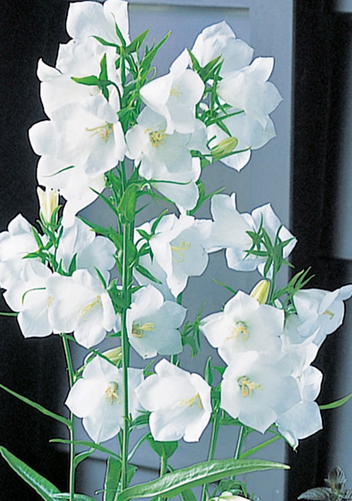 Campanula persicifolia Takion White | Sēklas | Onava.lv