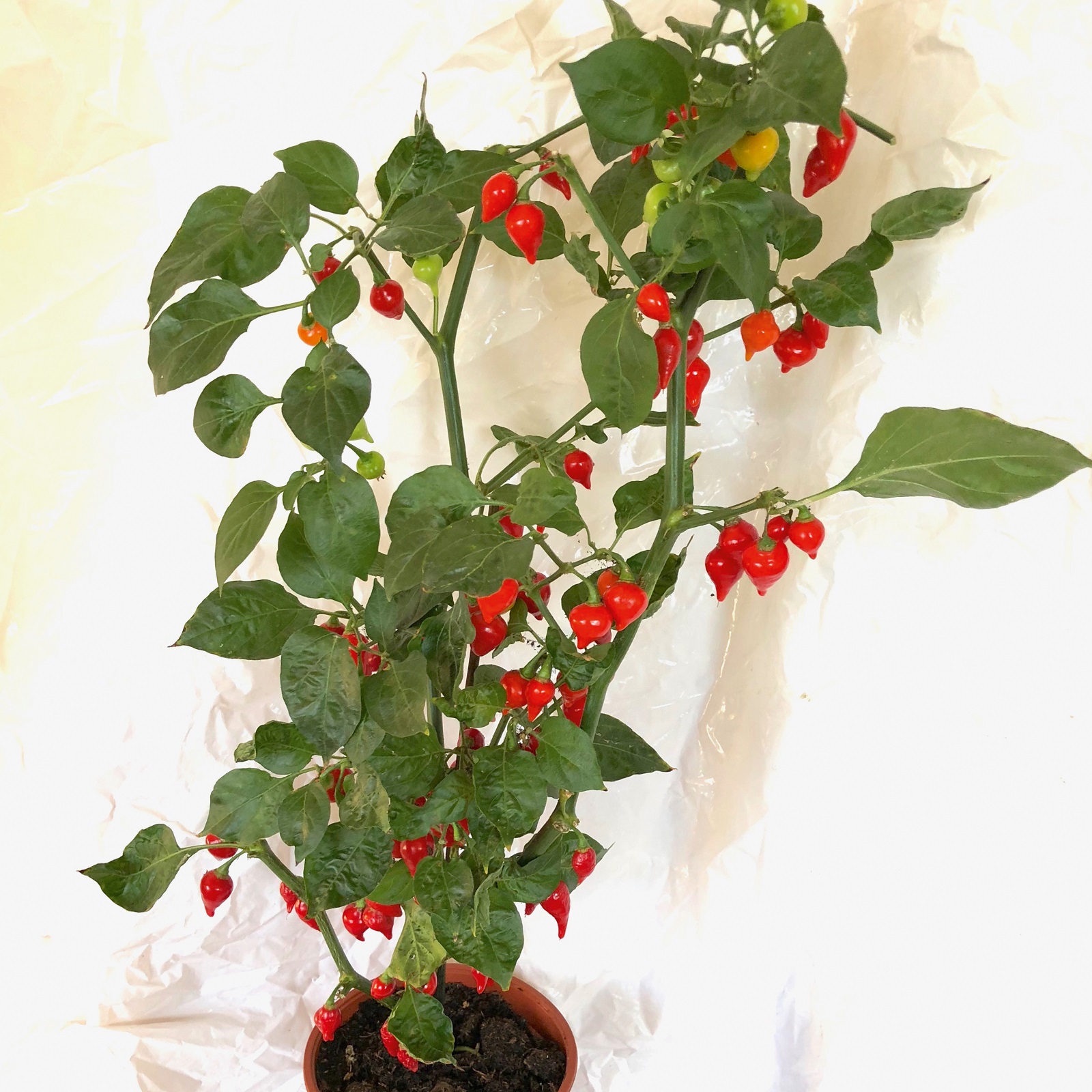 Capsicum annuum Raindrops | Sēklas | Onava.lv