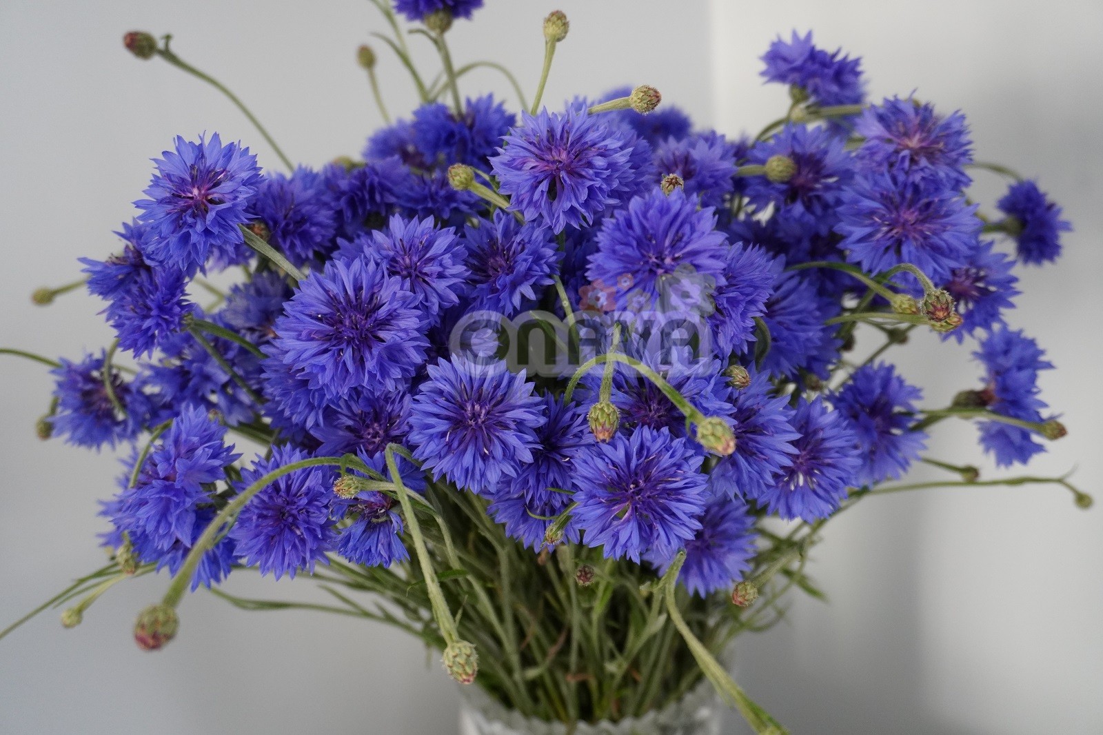 Centaurea cyanus Goliath Blue | Sēklas | Onava.lv