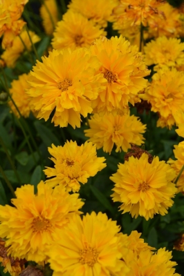 Coreopsis grandiflora Solena Double Gold | Jaunstādi | Onava.lv