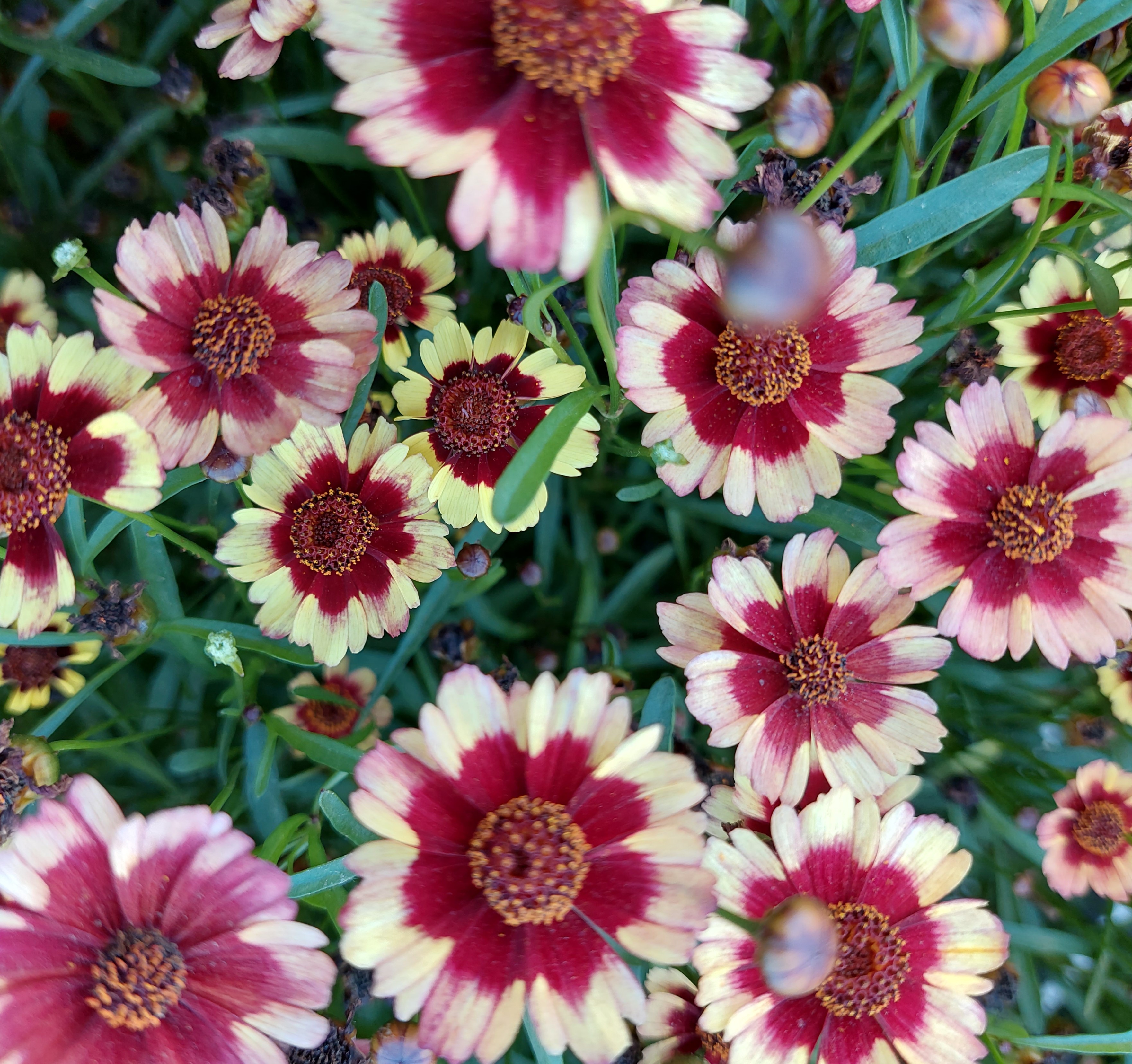 Coreopsis verticillata Corleone Early Banana & Cherry | Jaunstādi ...