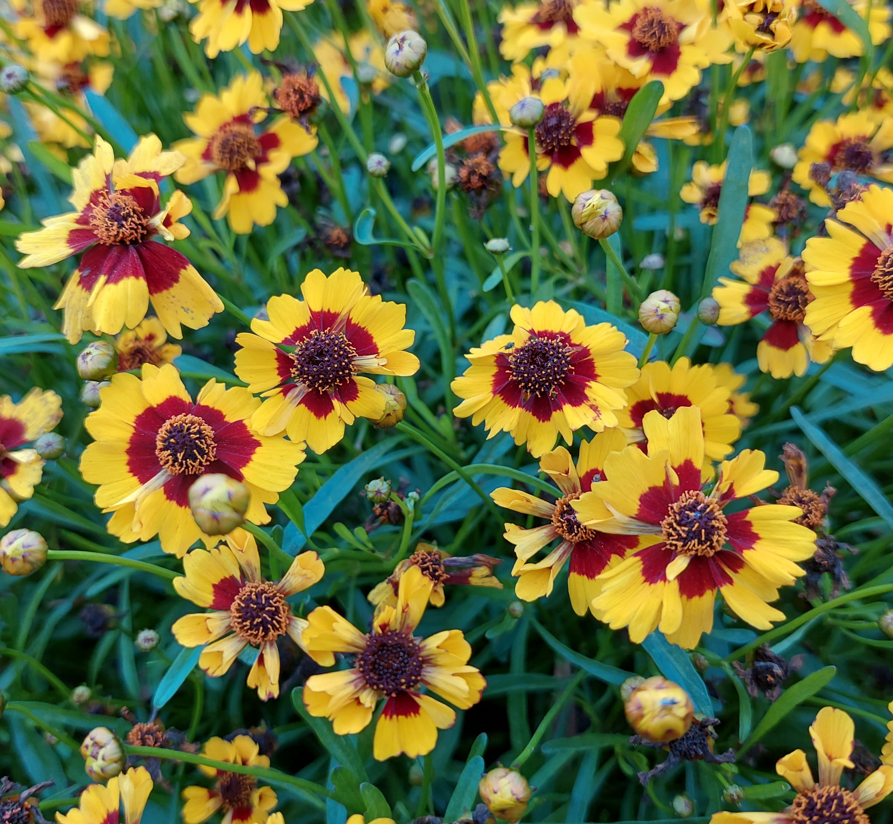 Coreopsis verticillata Corleone Early Red & Gold | Jaunstādi | Onava.lv