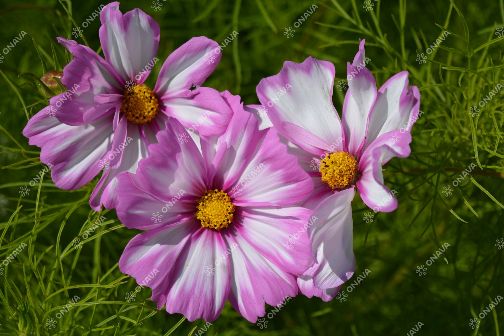Cosmos bipinnatus Cosmira Bicolor | Sēklas | Onava.lv