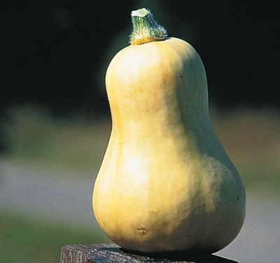 Cucurbita species Early Butternut | Sēklas | Onava.lv