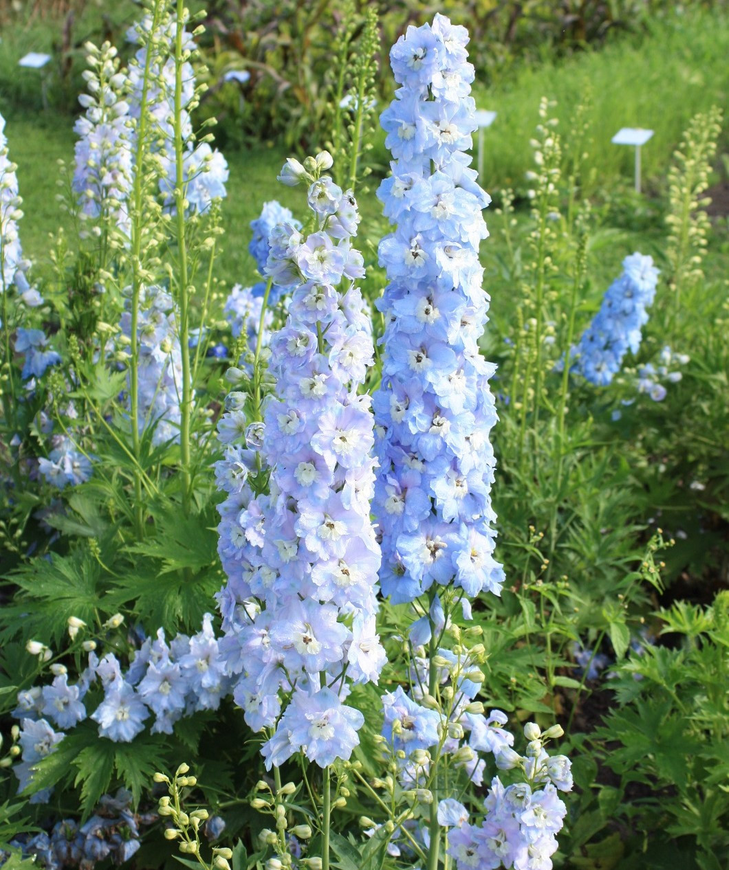 Delphinium cultorum Jupiter Sky Blue | Sēklas | Onava.lv