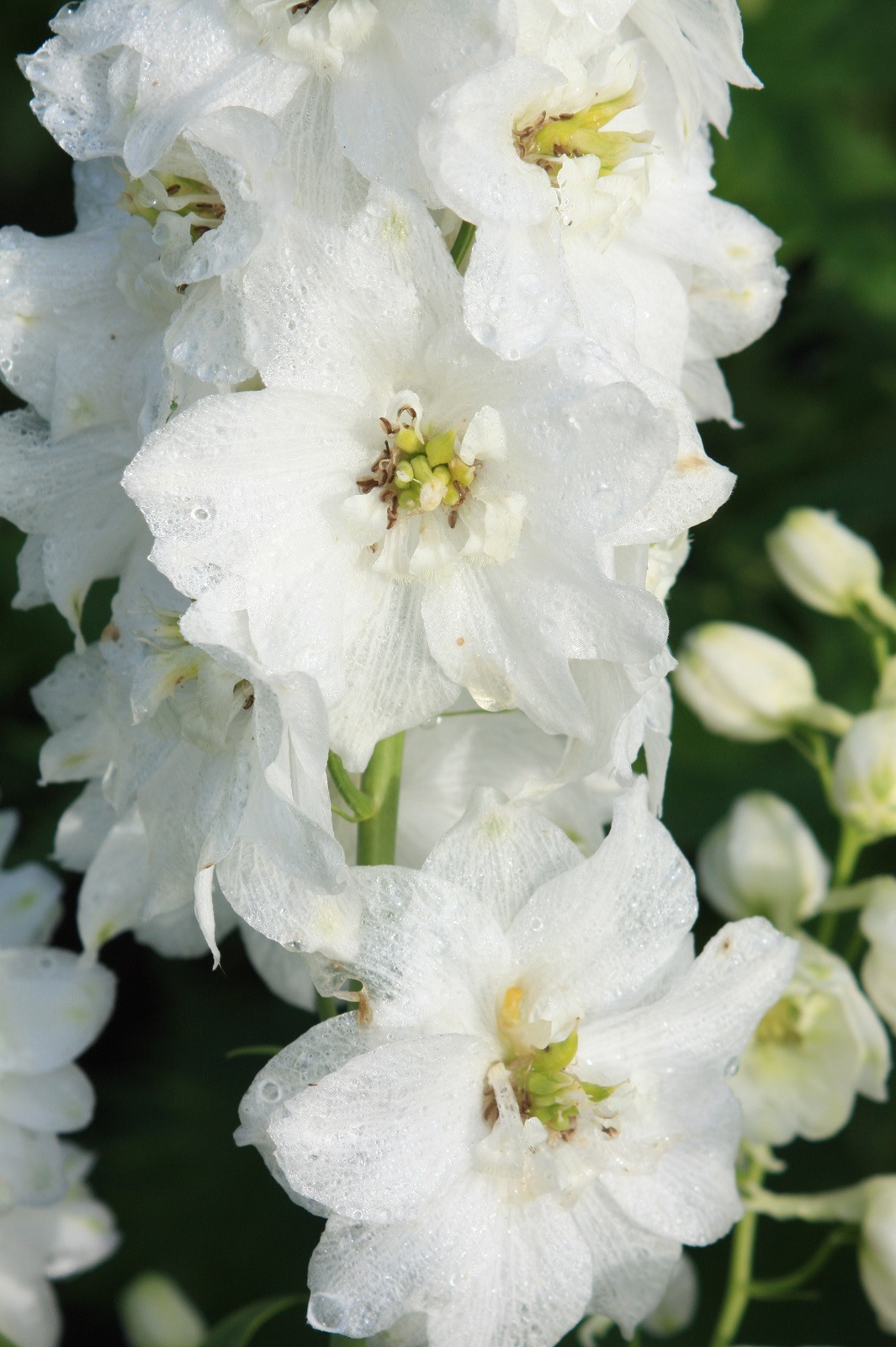 Delphinium cultorum Magic Fountains Pure White | Jaunstādi | Onava.lv