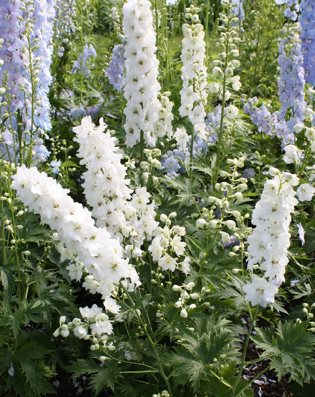 Delphinium cultorum Magic Fountains Pure White | Jaunstādi | Onava.lv