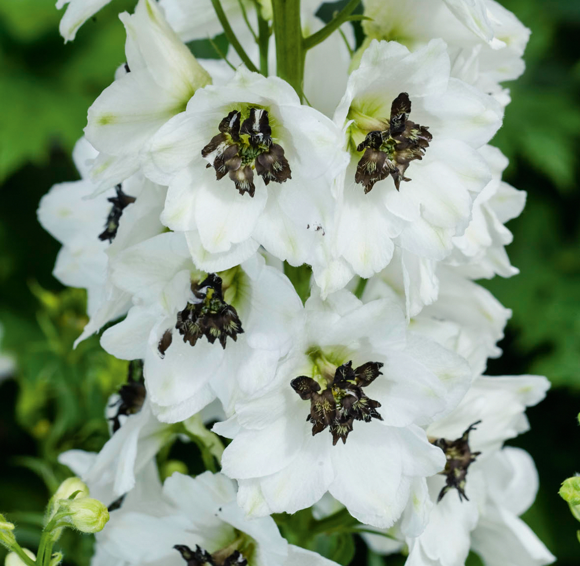 Delphinium cultorum Magic Fountains White / Dark Bee | Jaunstādi | Onava.lv