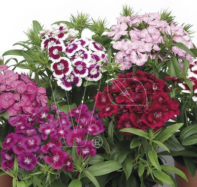 Dianthus barbatus Diabunda Mix | Sēklas | Onava.lv