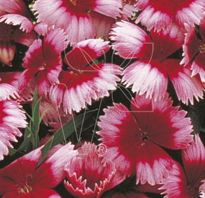 Dianthus chinensis Super Parfait Raspberry | Sēklas | Onava.lv