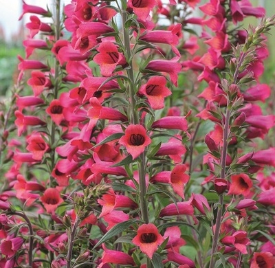 Digitalis hybrida Illumination Cherry Brandy (XXL) | Jaunstādi | Onava.lv
