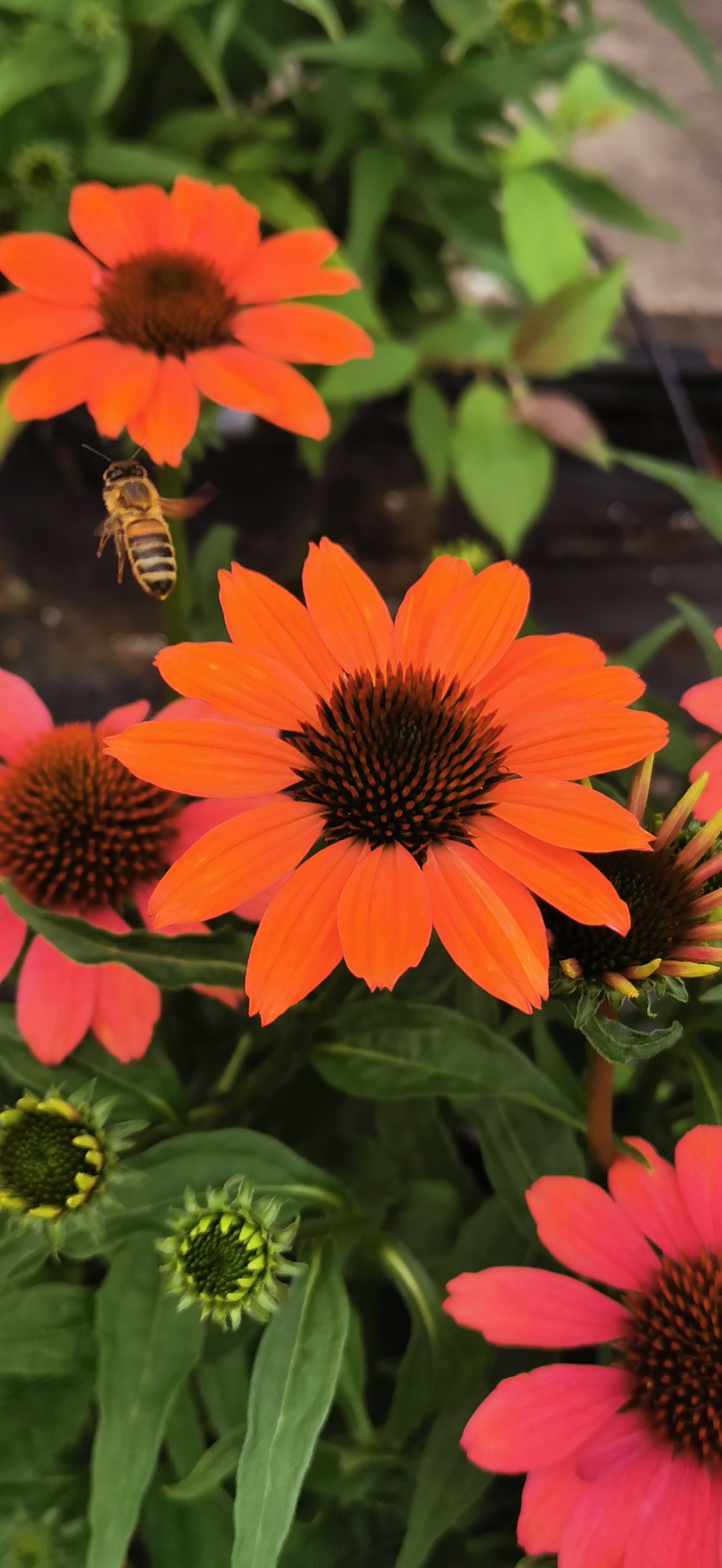 Echinacea purpurea Papallo Classic Dragon Fruit (XXL) | Jaunstādi ...