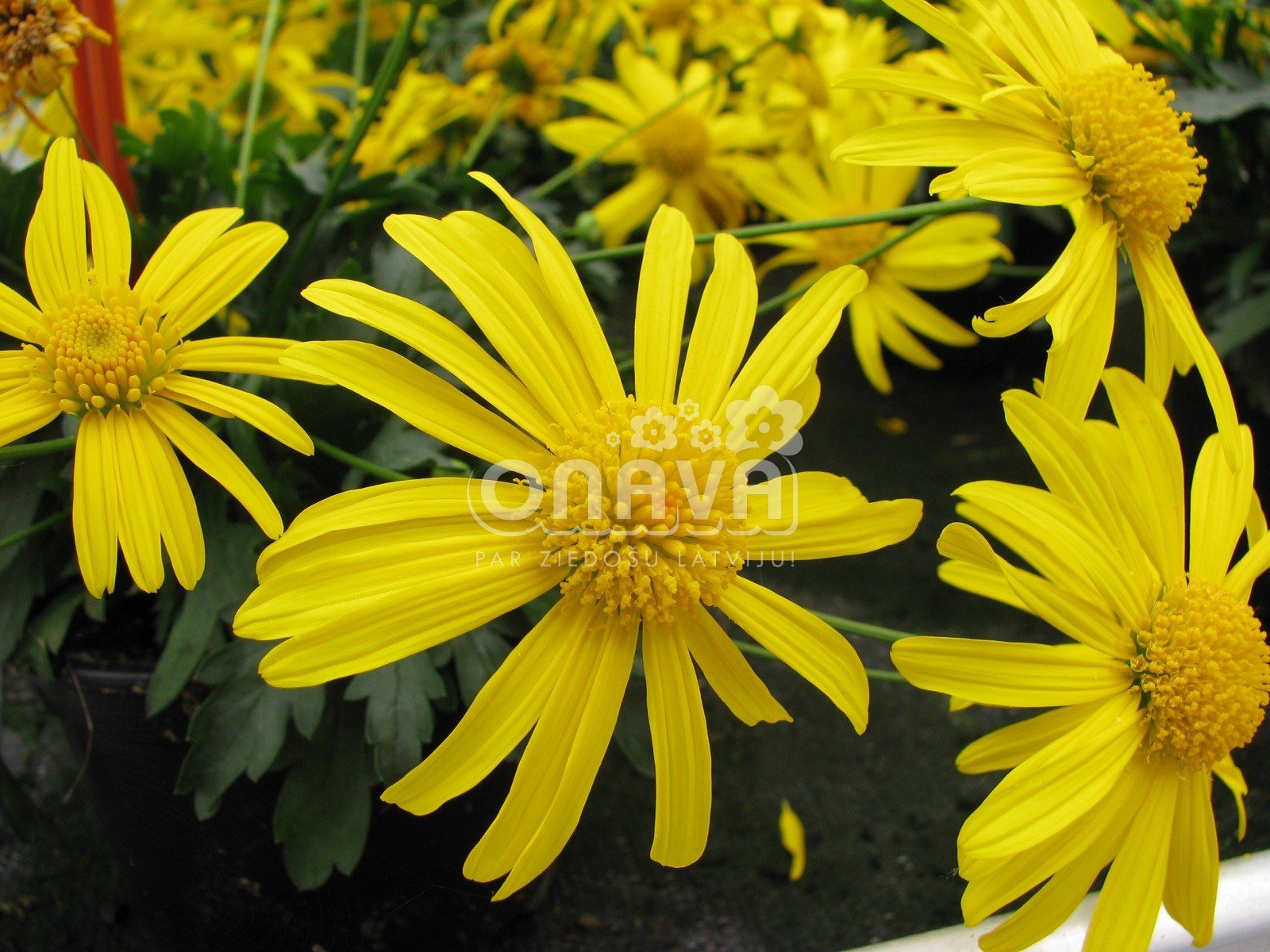 Euryops chrysanthemoides Sunshine | Jaunstādi | Onava.lv