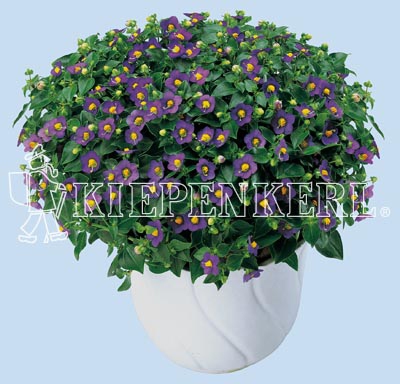 Exacum affine Princess Deep Blue | Sēklas | Onava.lv