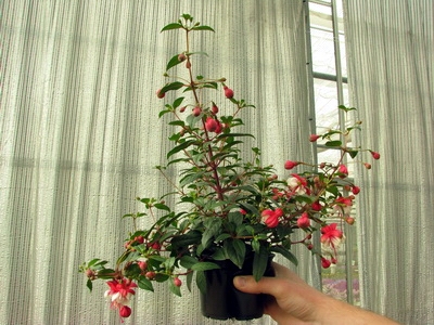Fuchsia hybrida General Monk Red-White (stāva) | Jaunstādi | Onava.lv