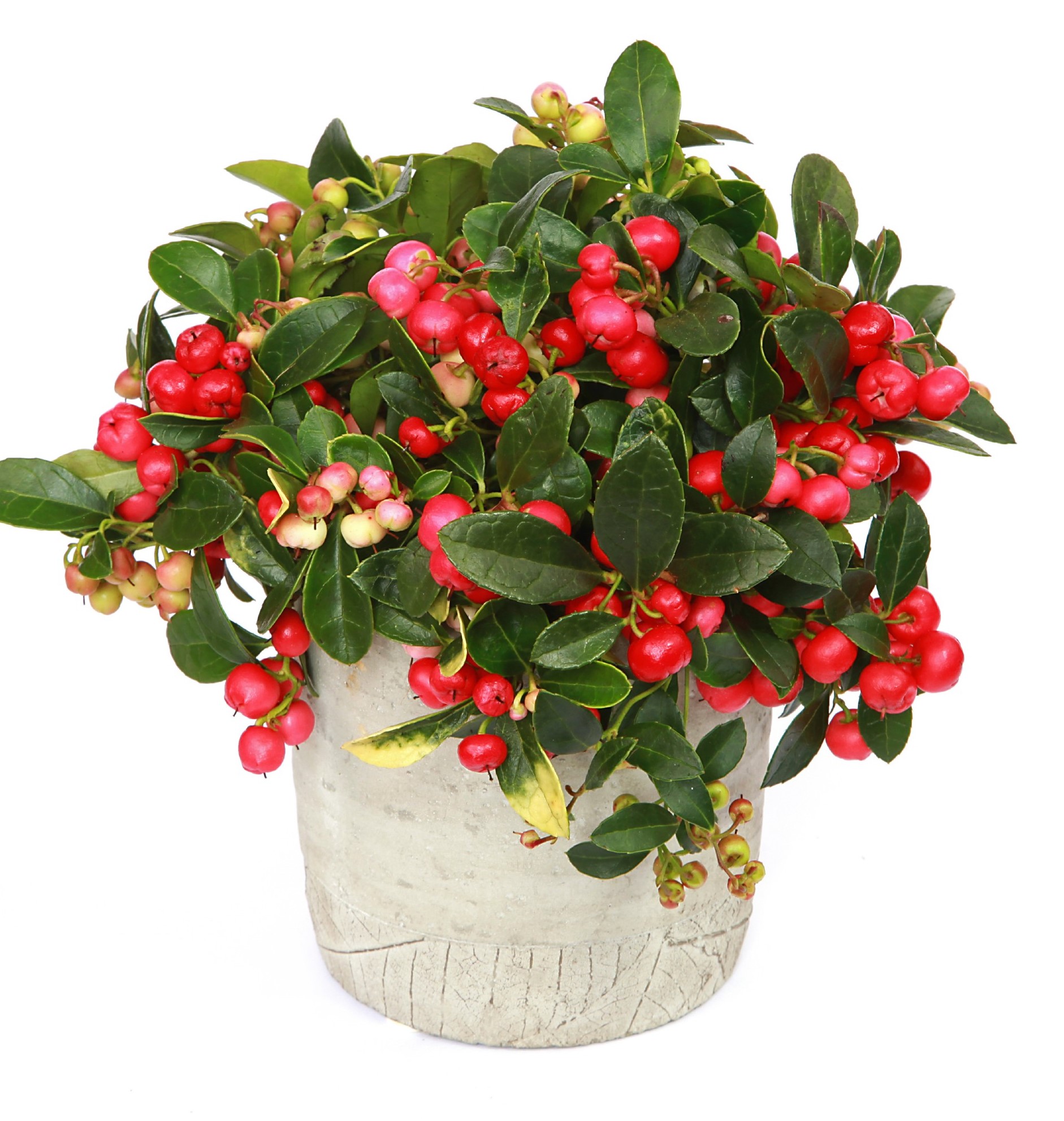 Gaultheria procumbens Merry Berry Red | Sēklas | Onava.lv