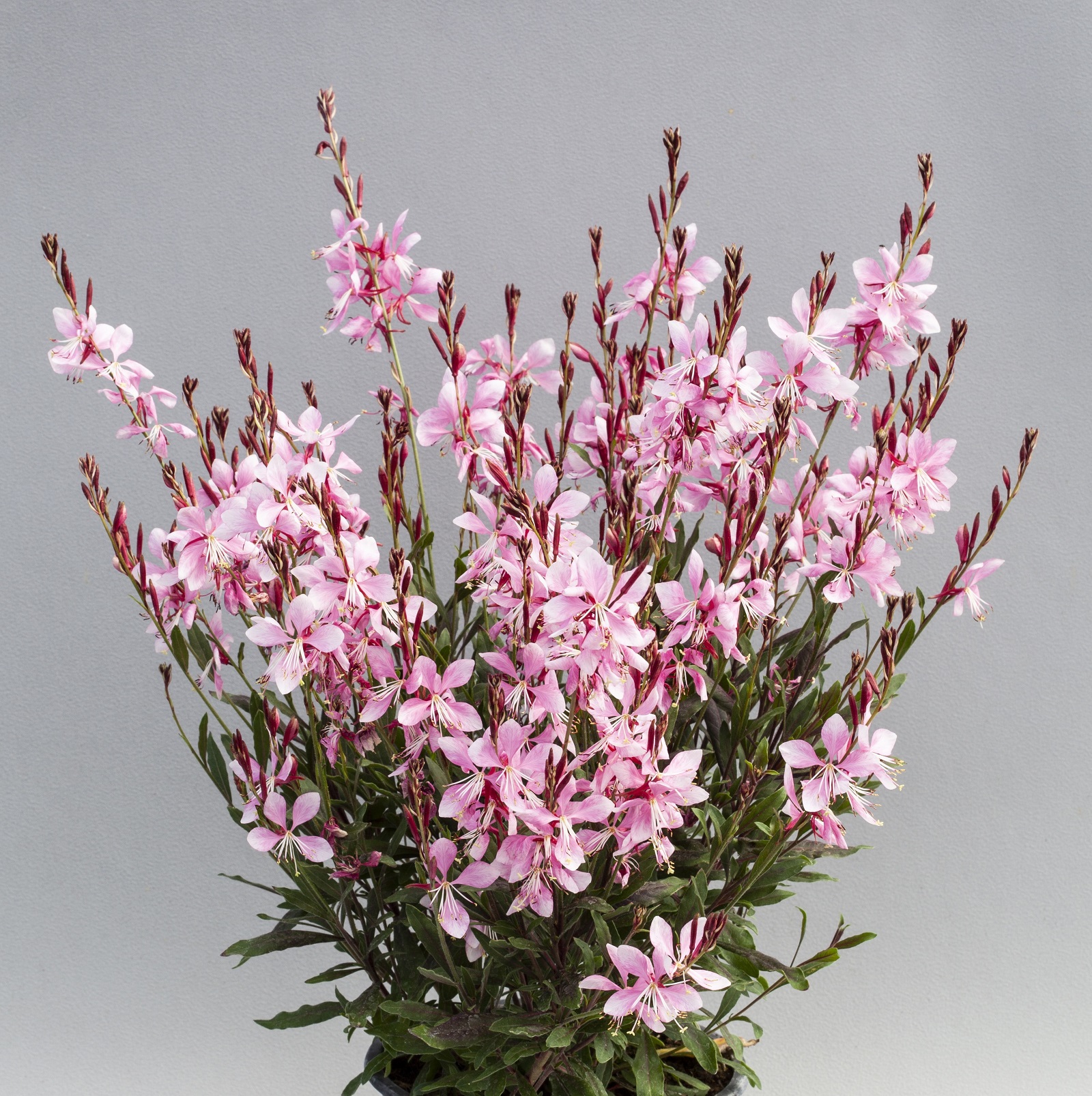 Gaura lindheimeri Giggles Pink Shades | Sēklas | Onava.lv