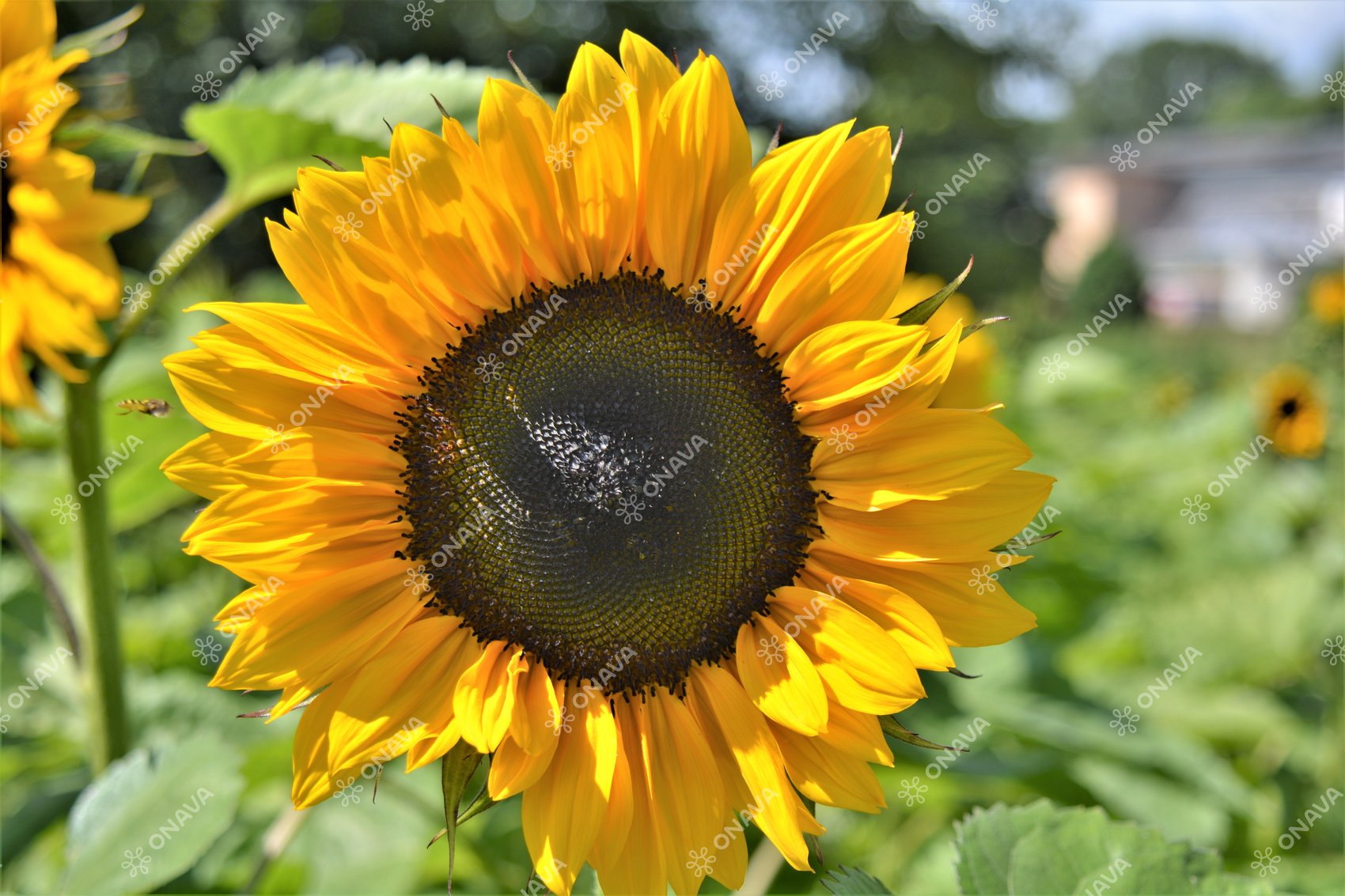 Helianthus annuus Pro Cut DMR Orange | Sēklas | Onava.lv