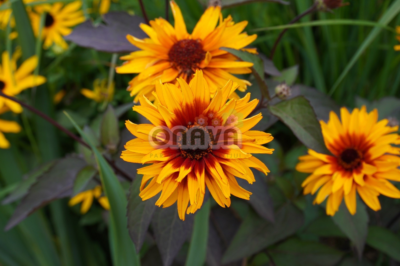 Heliopsis helianthoides Helios Fireball | Jaunstādi | Onava.lv