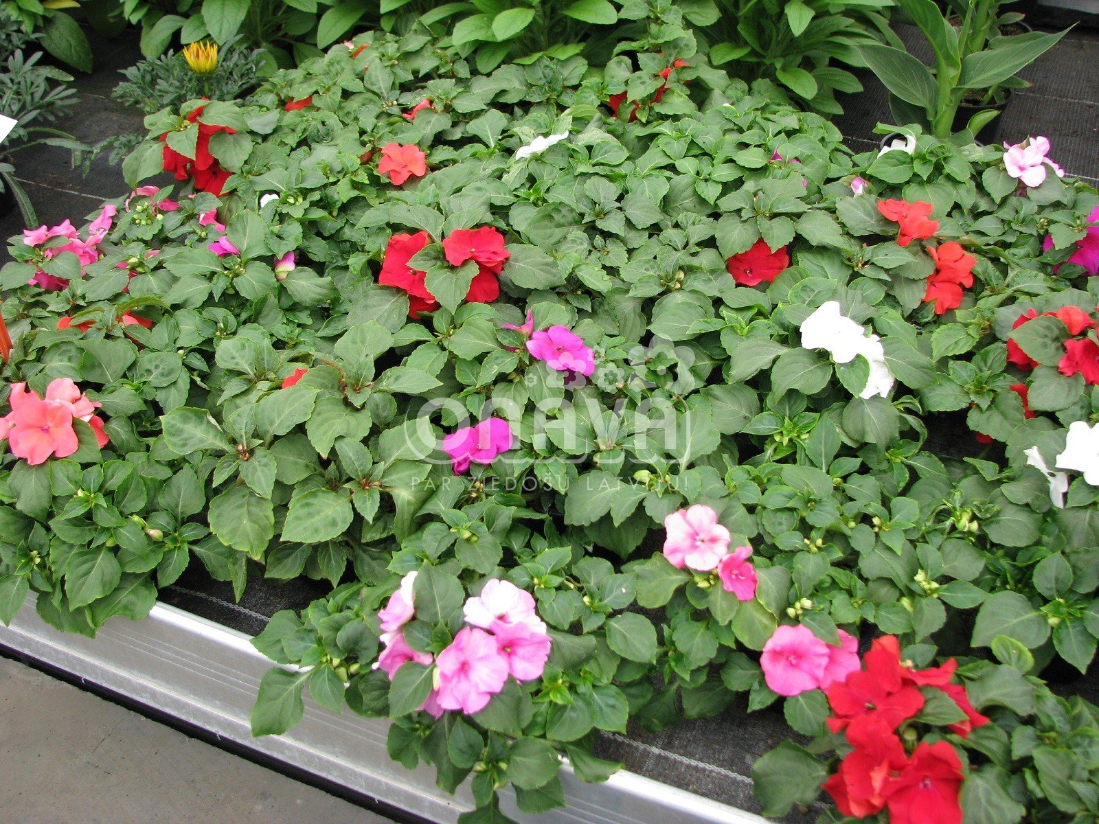 Impatiens walleriana Campos Elite Mix | Jaunstādi | Onava.lv