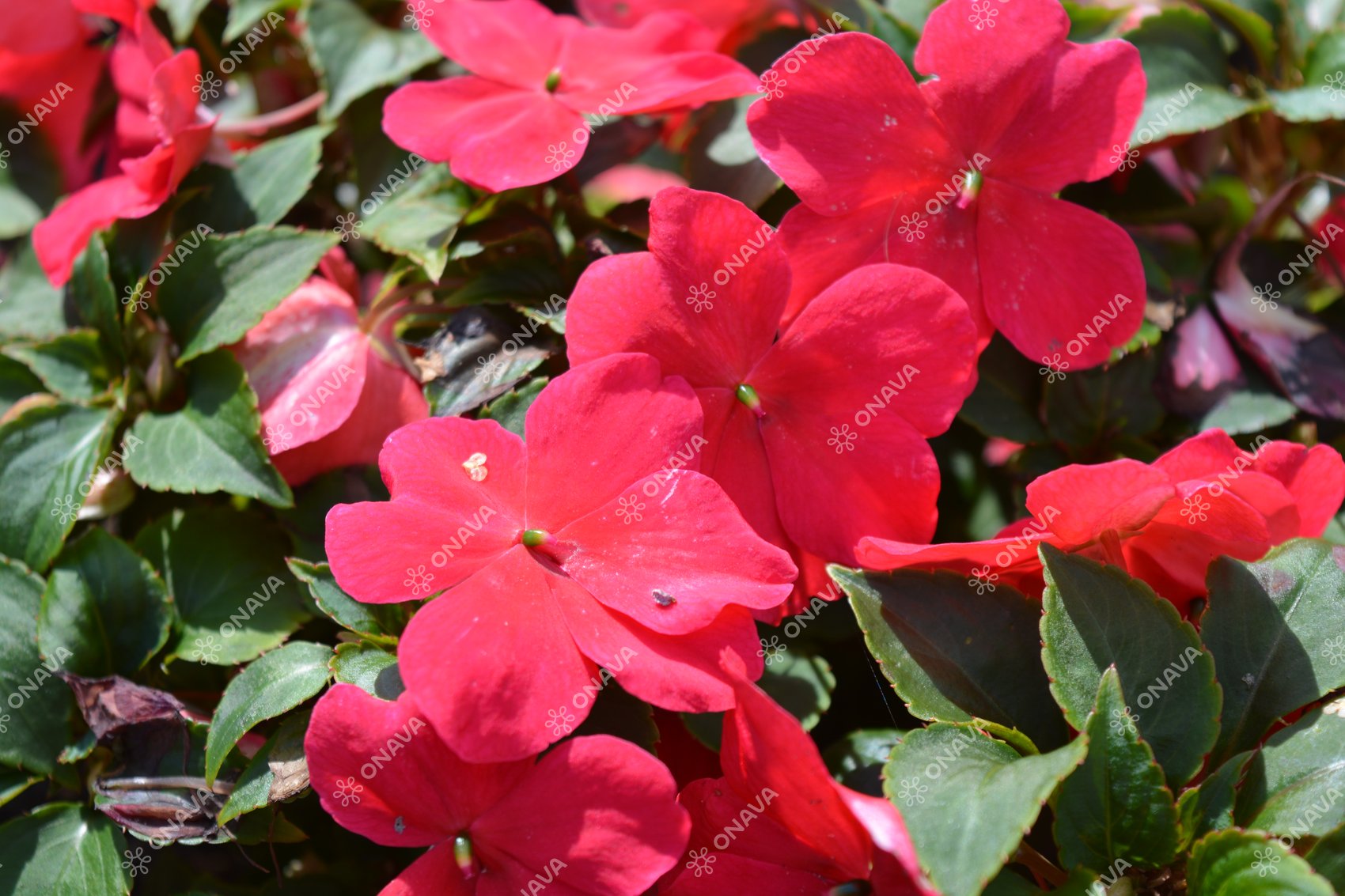 Impatiens walleriana Vitara Rose | Sēklas | Onava.lv