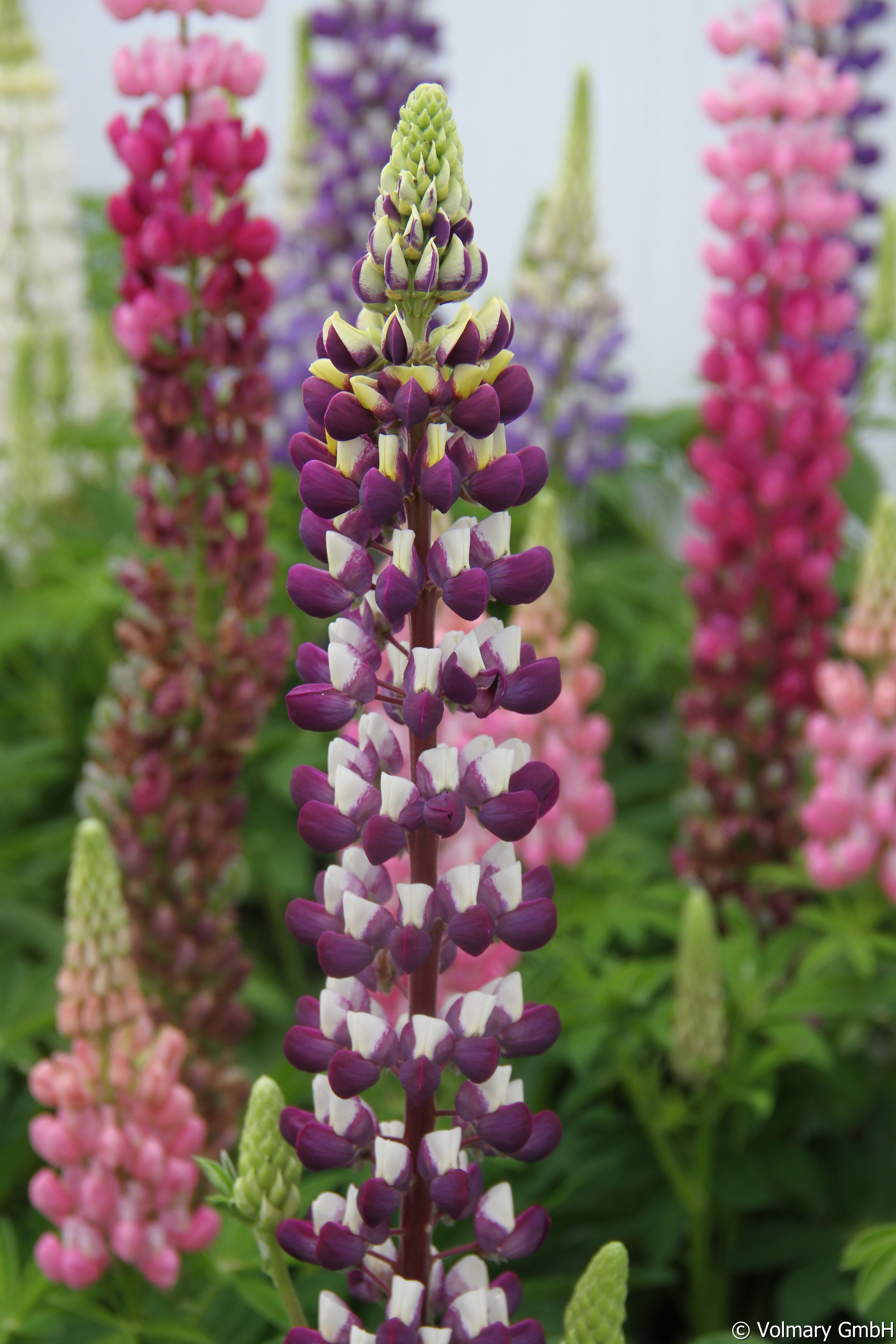 Lupinus polyphyllus Tower Purple-Lemon | Jaunstādi | Onava.lv