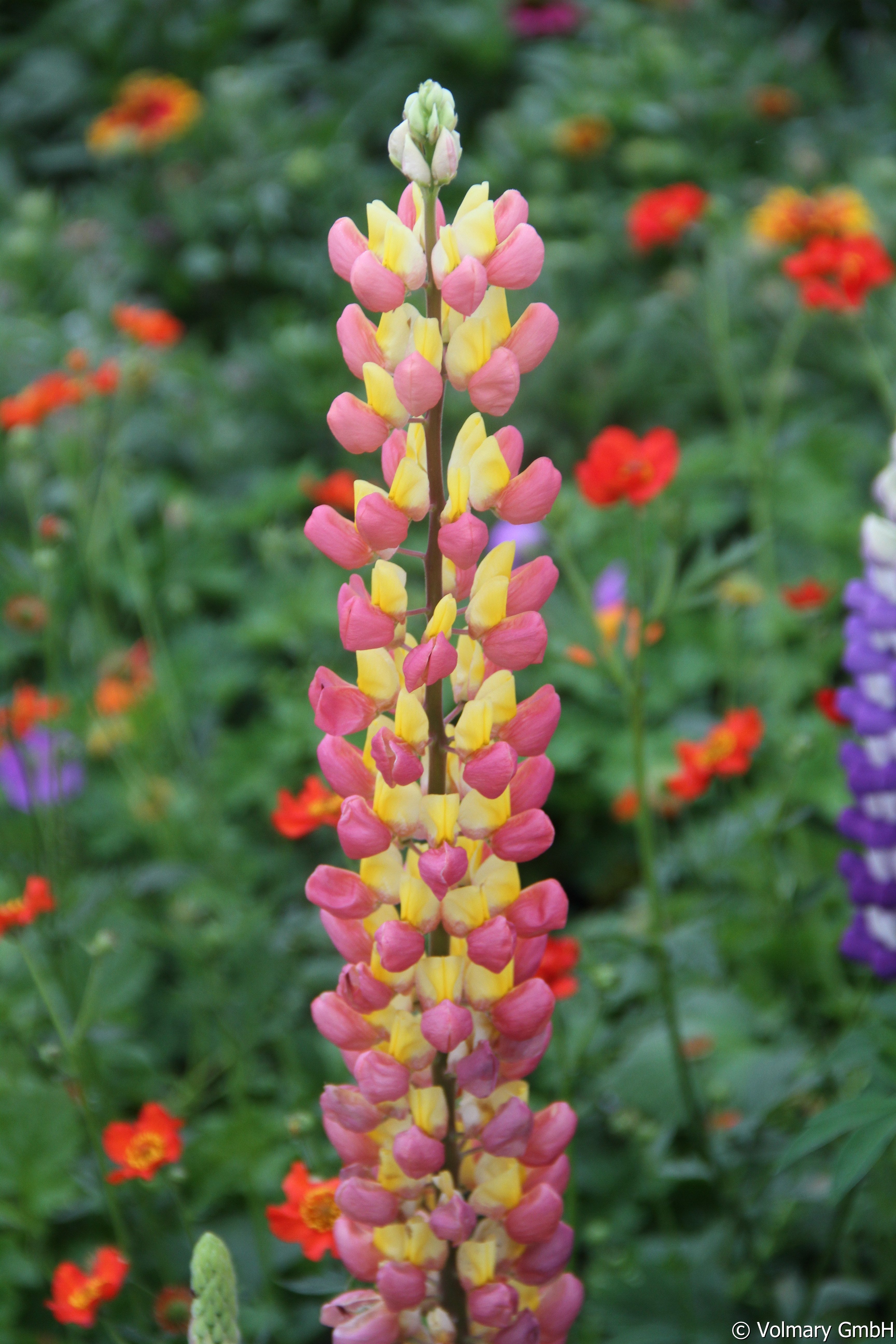 Lupinus polyphyllus Tower Salmon-Yellow | Jaunstādi | Onava.lv