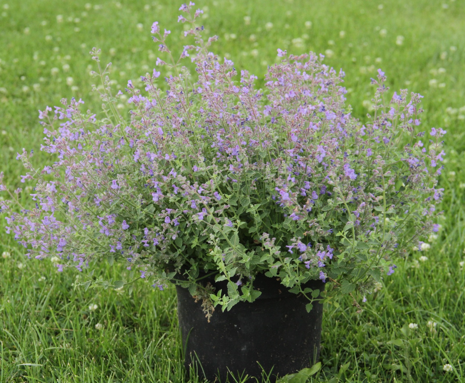 Nepeta faassenii Kit Kat (XXL) | Jaunstādi | Onava.lv