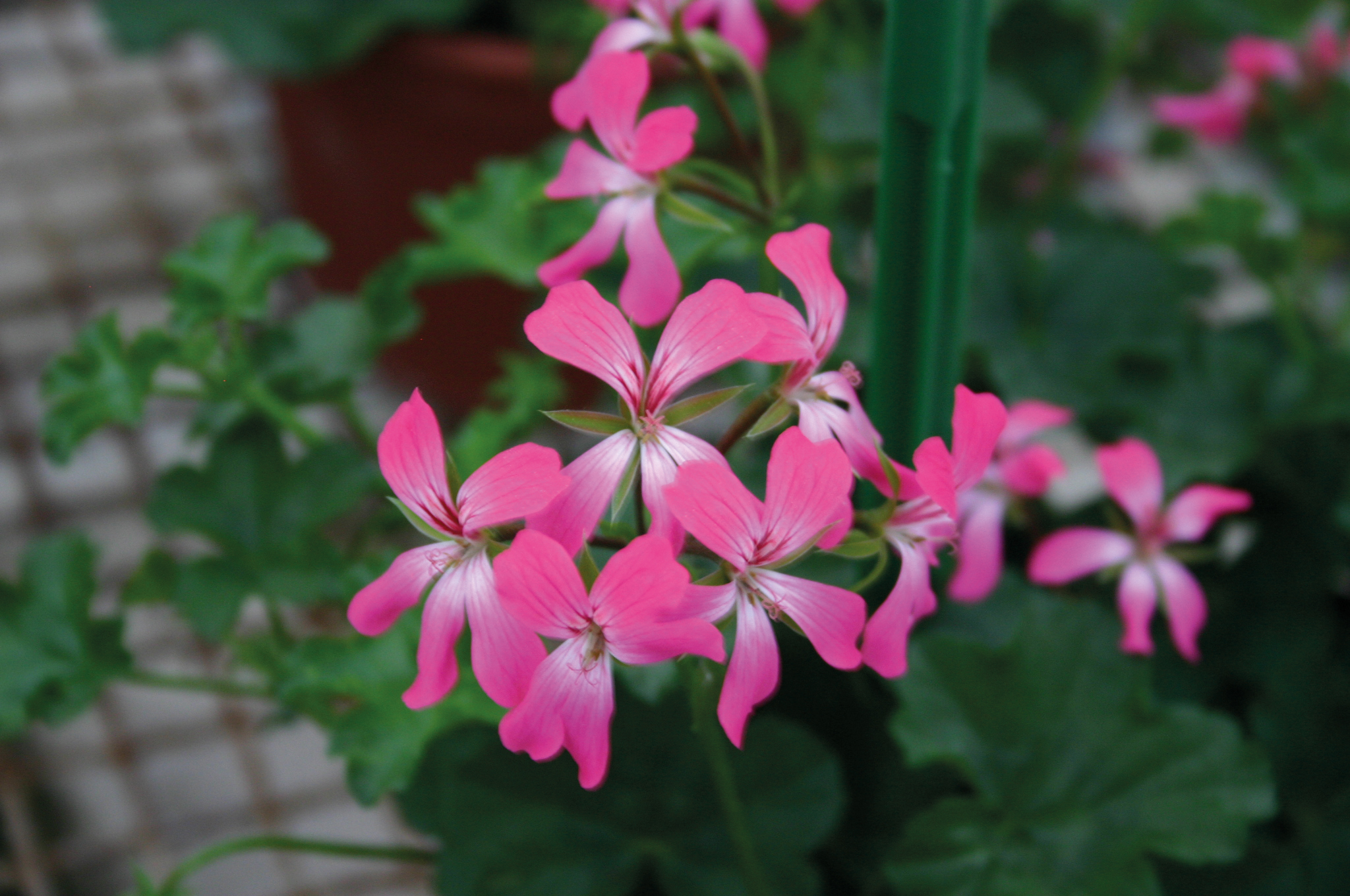 Pelargonium peltatum Ville de Paris Dark Pink | Jaunstādi | Onava.lv