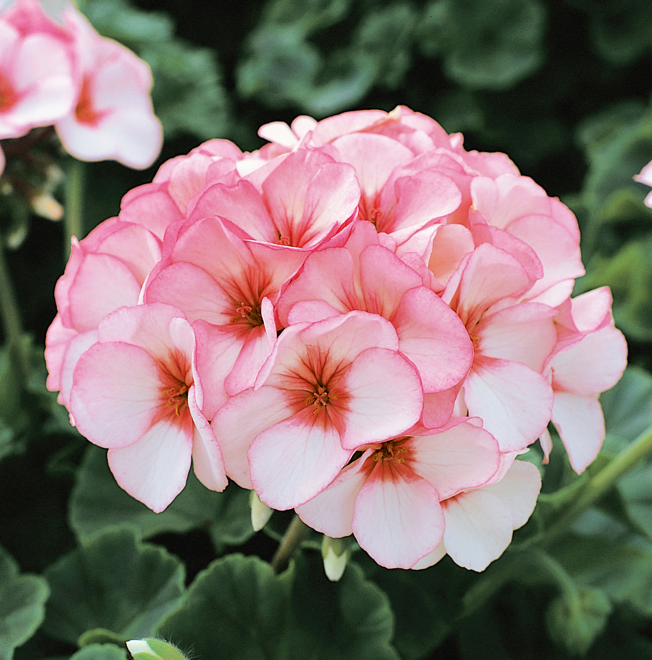 Pelargonium zonale Horizon Star | Sēklas | Onava.lv