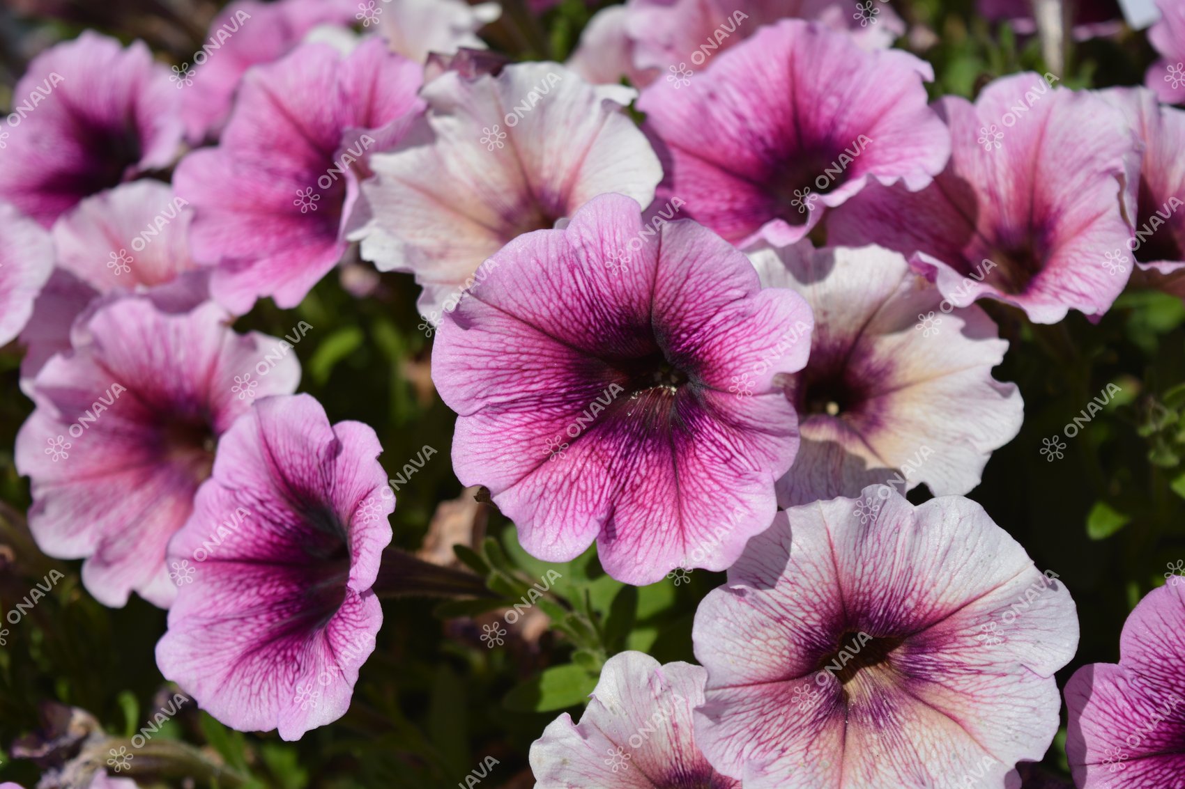 Petunia atkinsiana Patia Raspberry Vein | Jaunstādi | Onava.lv