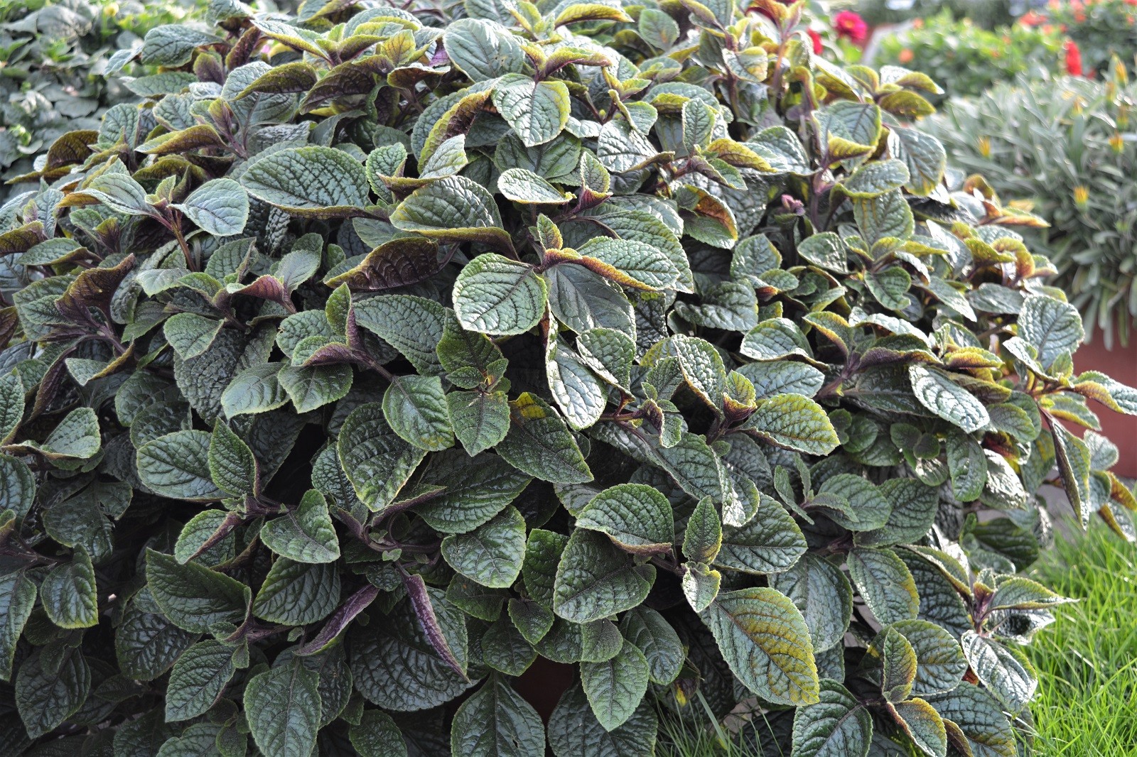 Plectranthus fruticosus Nikki | Jaunstādi | Onava.lv