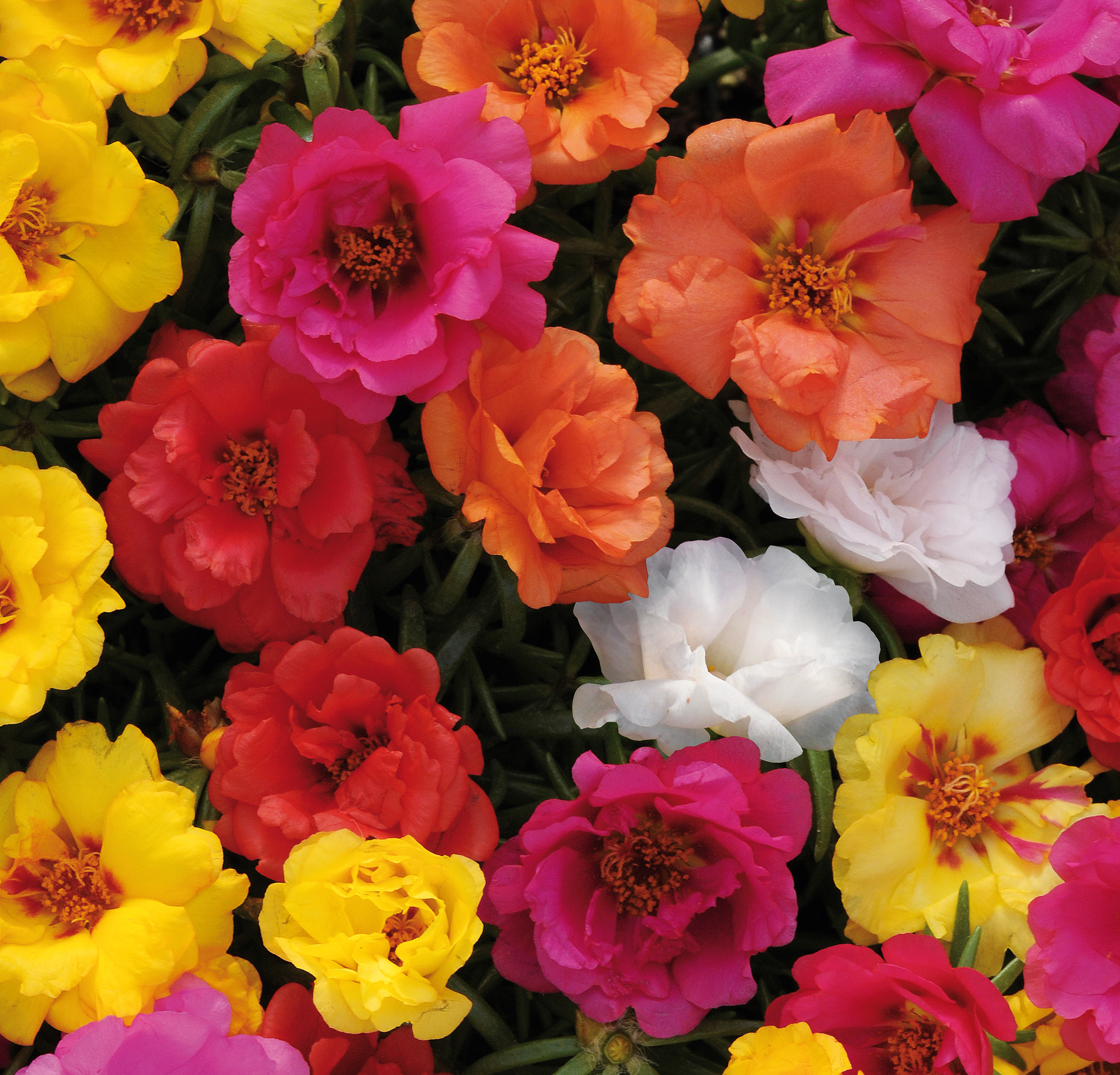 Portulaca grandiflora Macarena Mix | Sēklas | Onava.lv
