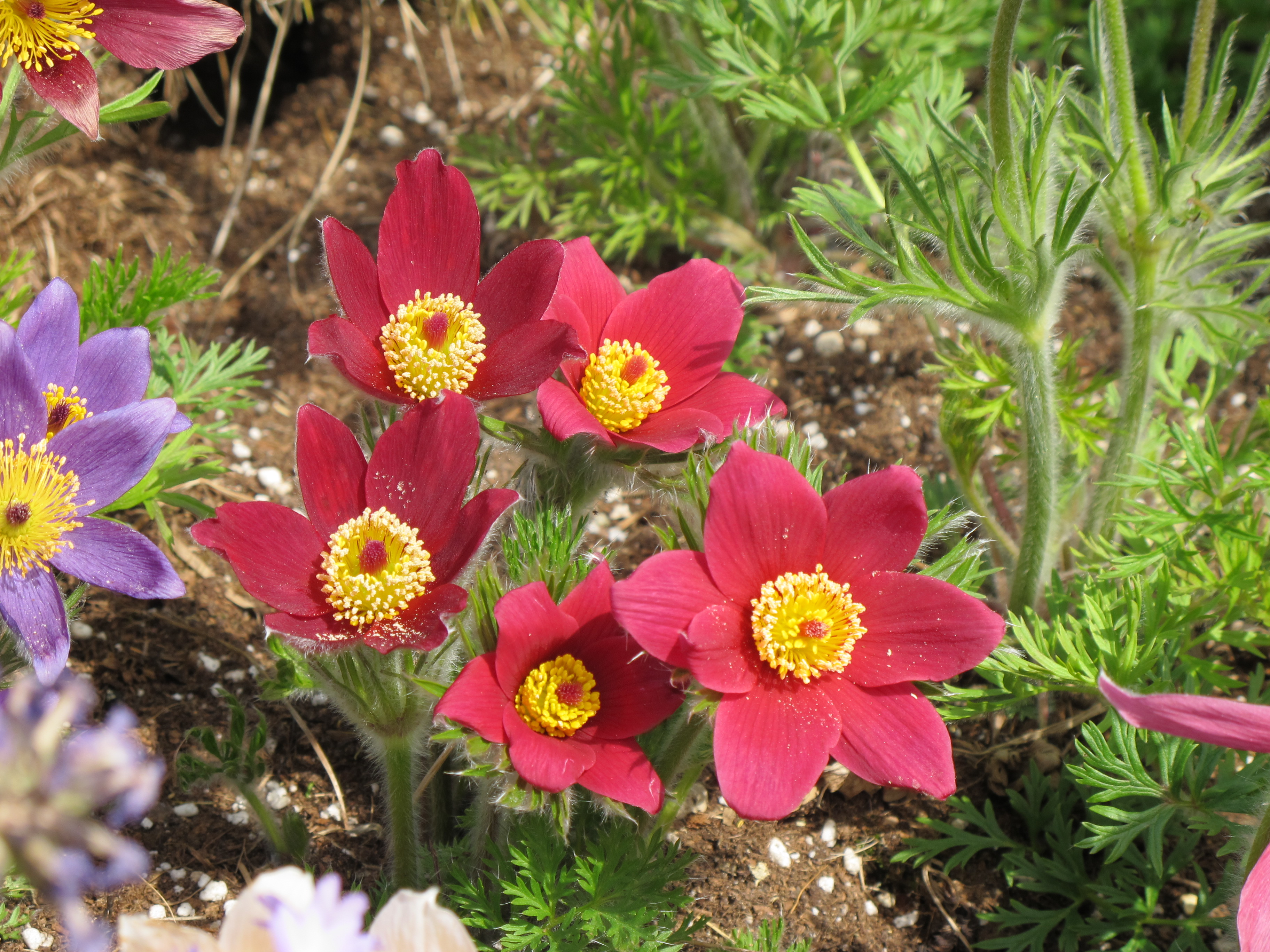 Pulsatilla vulgaris Bells Red | Sēklas | Onava.lv