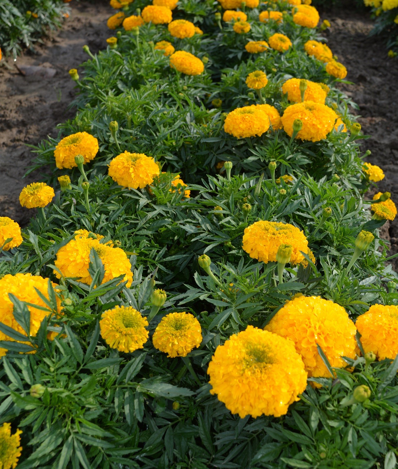 Tagetes erecta Antigua Gold | Sēklas | Onava.lv