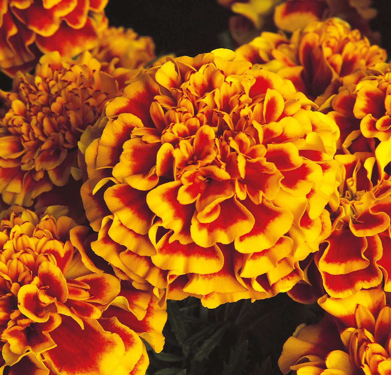 Tagetes patula Janie Flame | Sēklas | Onava.lv